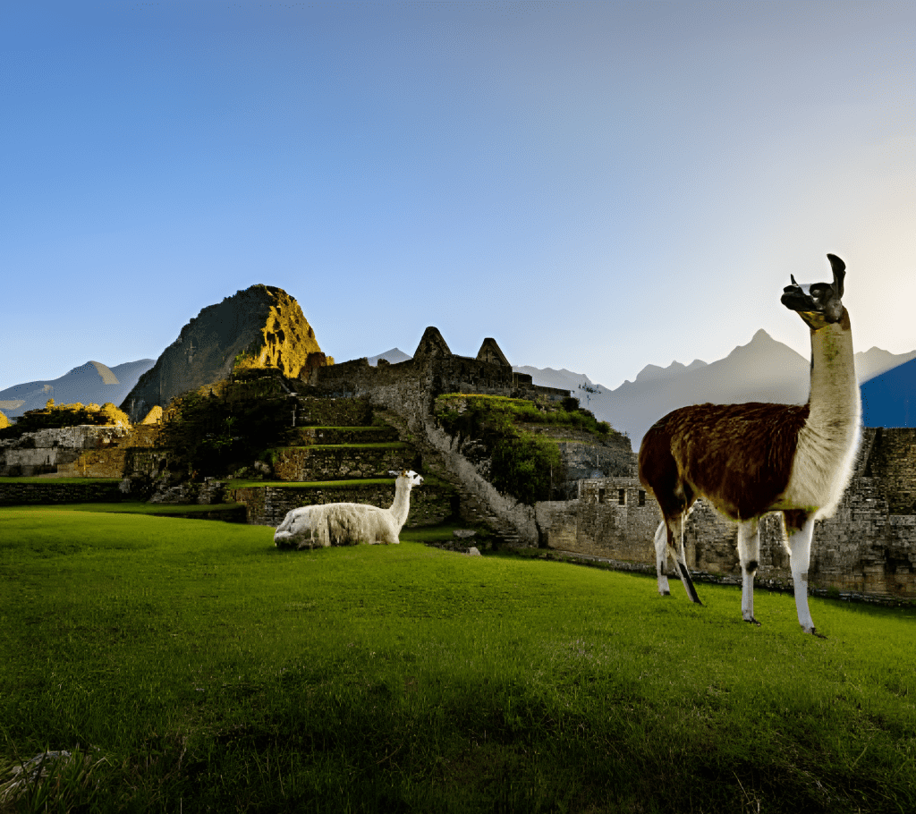 Le rôle des lamas péruviens dans la culture et la tradition